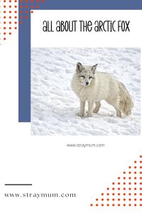 Arctic Foxes - Cool Facts And Free Printable - Stray Mum